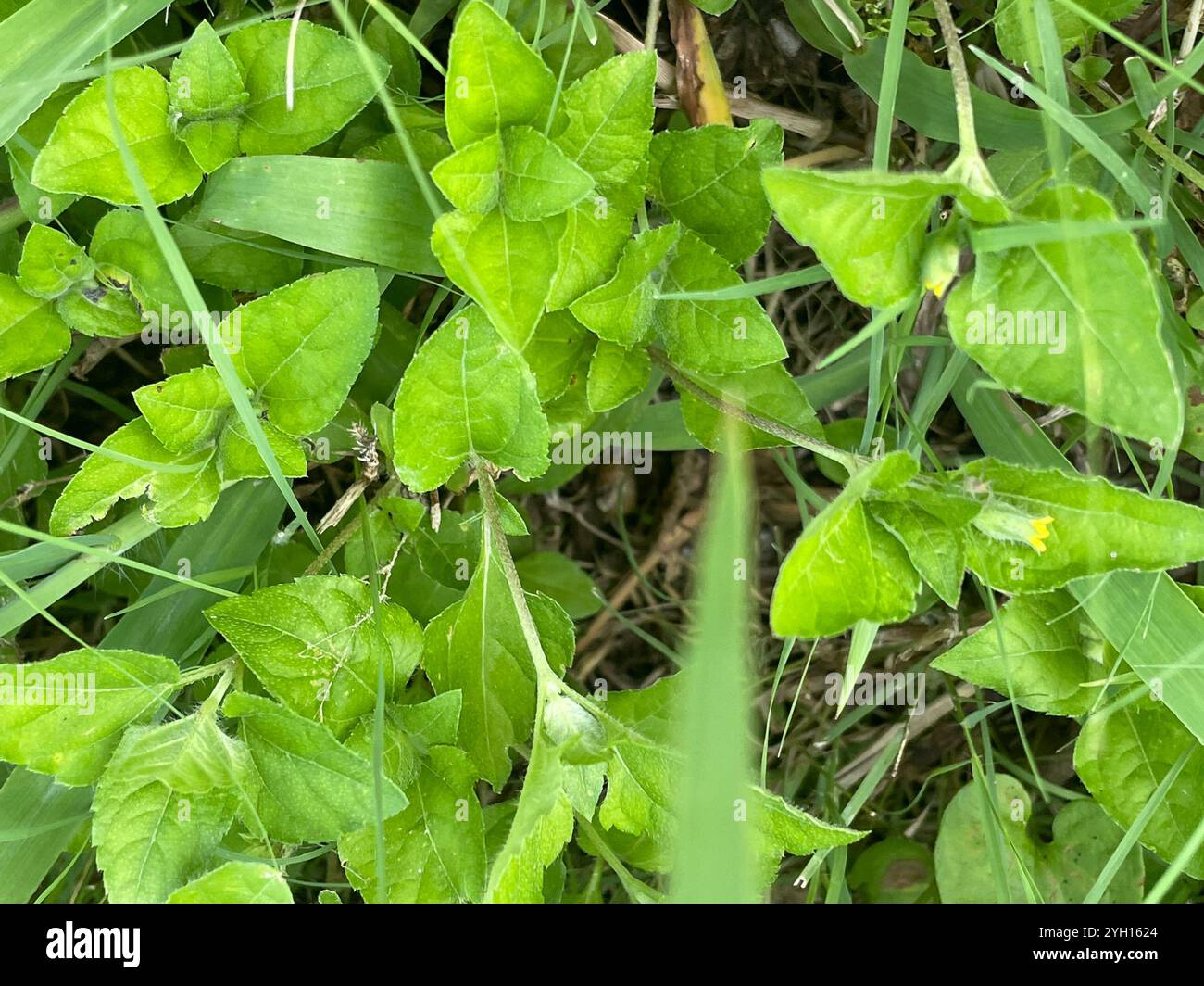 straggler daisy (Calyptocarpus vialis Stock Photo - Alamy