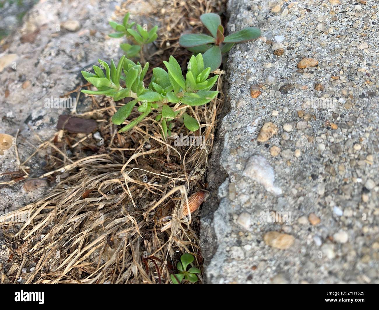 Stringy stonecrop hi-res stock photography and images - Alamy