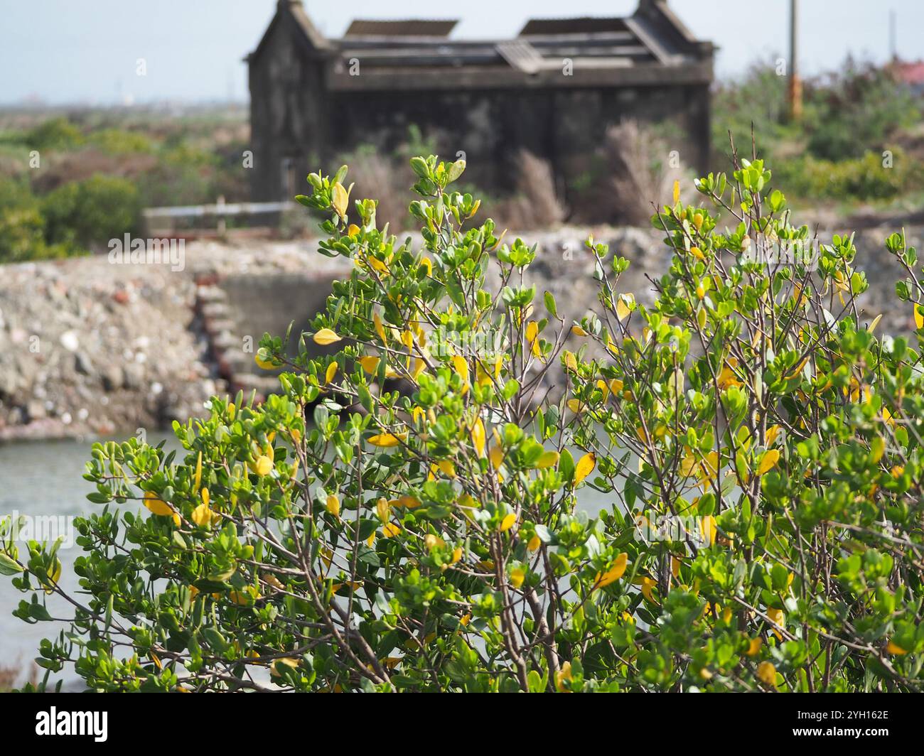 White-flowered black mangrove (Lumnitzera racemosa Stock Photo - Alamy