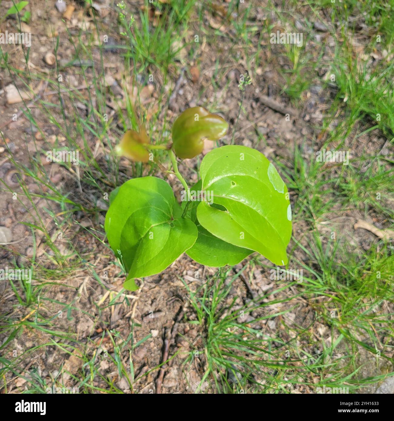 Smilax rotundifolia hi-res stock photography and images - Alamy