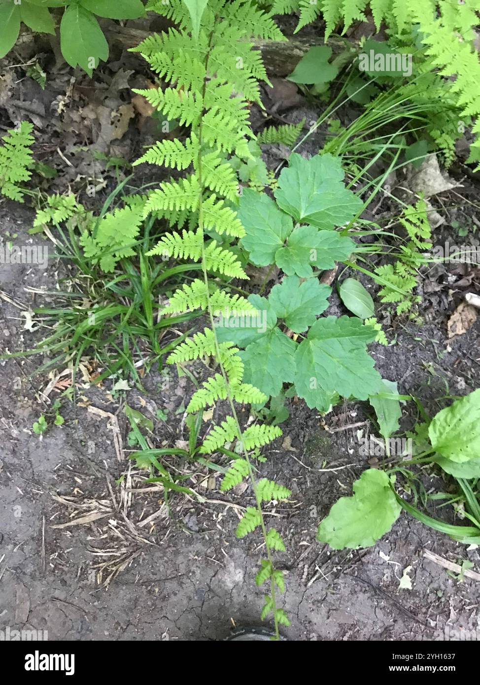 Cystopteris bulbifera hi-res stock photography and images - Alamy