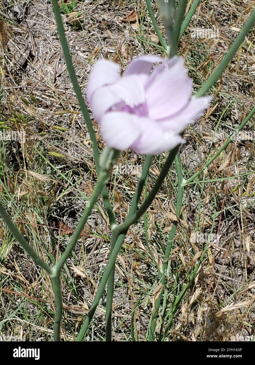 Texas Skeleton Plant (Lygodesmia texana Stock Photo - Alamy