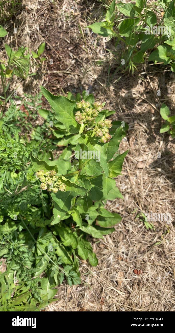 Wild Four o'Clock (Mirabilis nyctaginea Stock Photo - Alamy