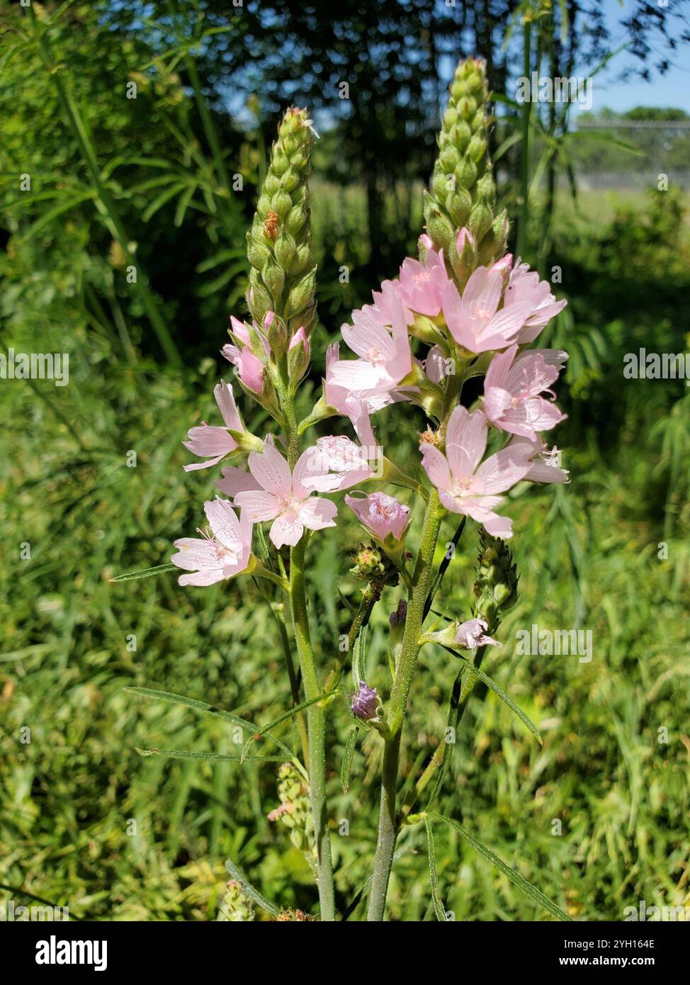 Meadow checker mallow hi-res stock photography and images - Alamy
