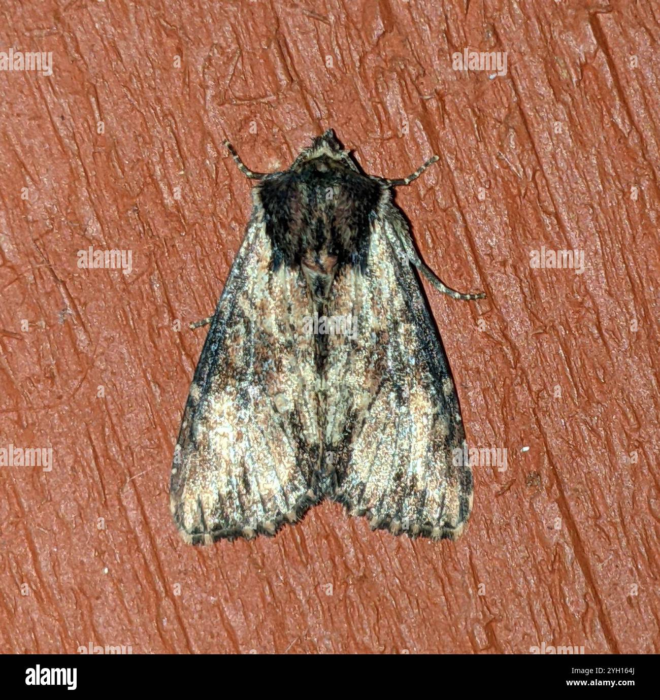 Lateroligia hi-res stock photography and images - Alamy