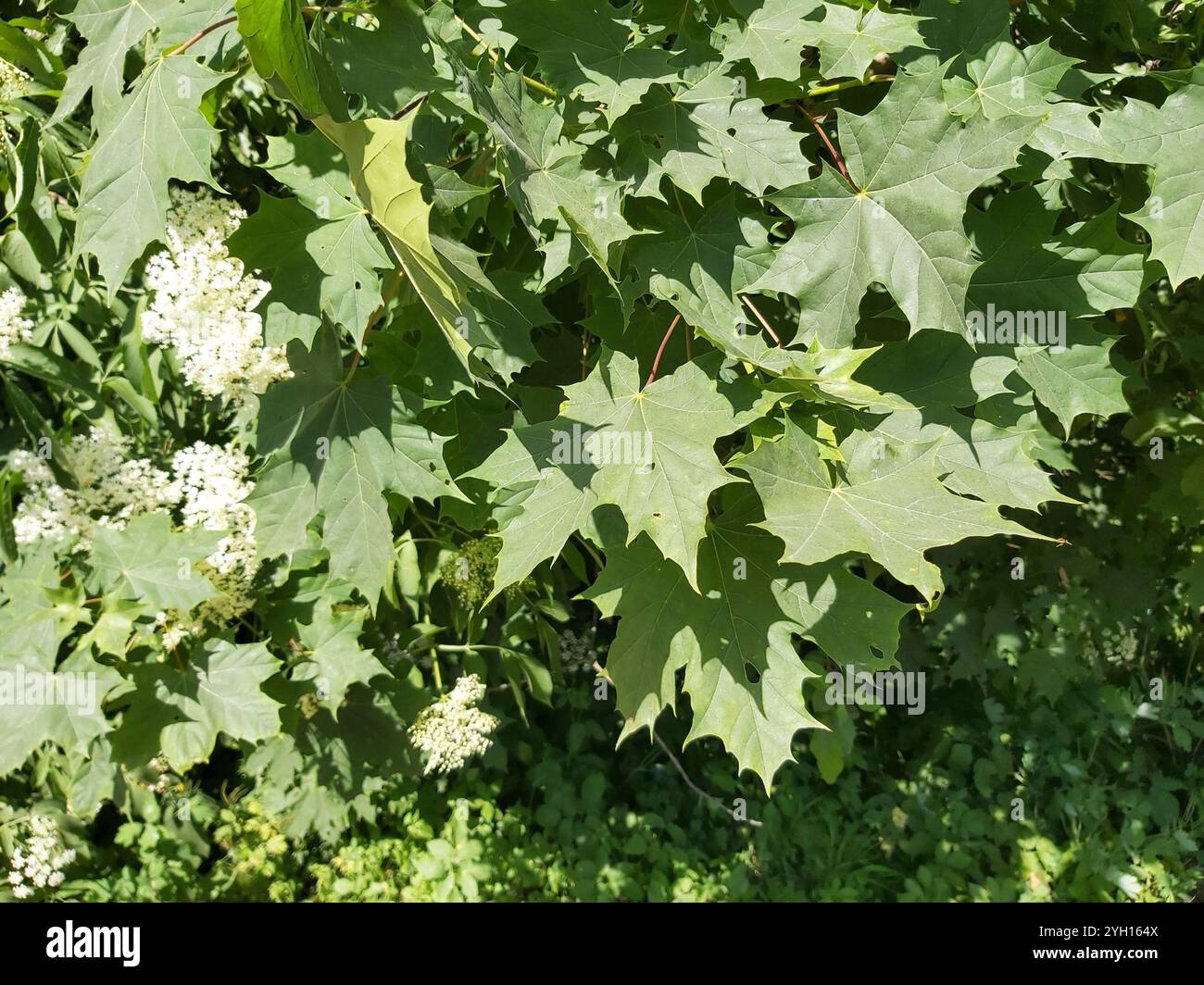 Norway maple (Acer platanoides Stock Photo - Alamy