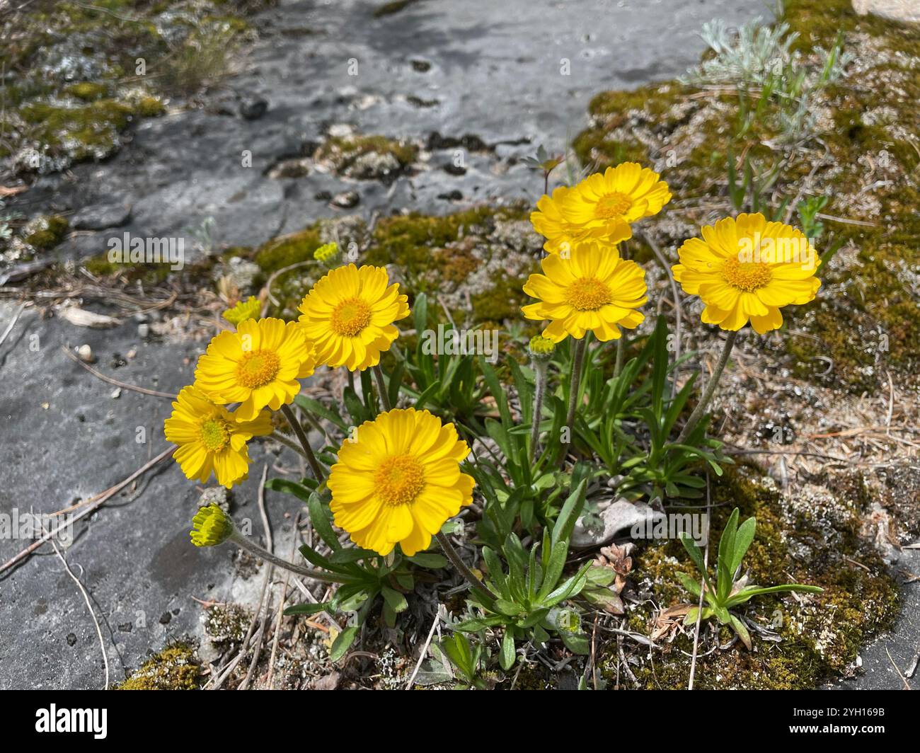 lakeside daisy (Tetraneuris herbacea Stock Photo - Alamy