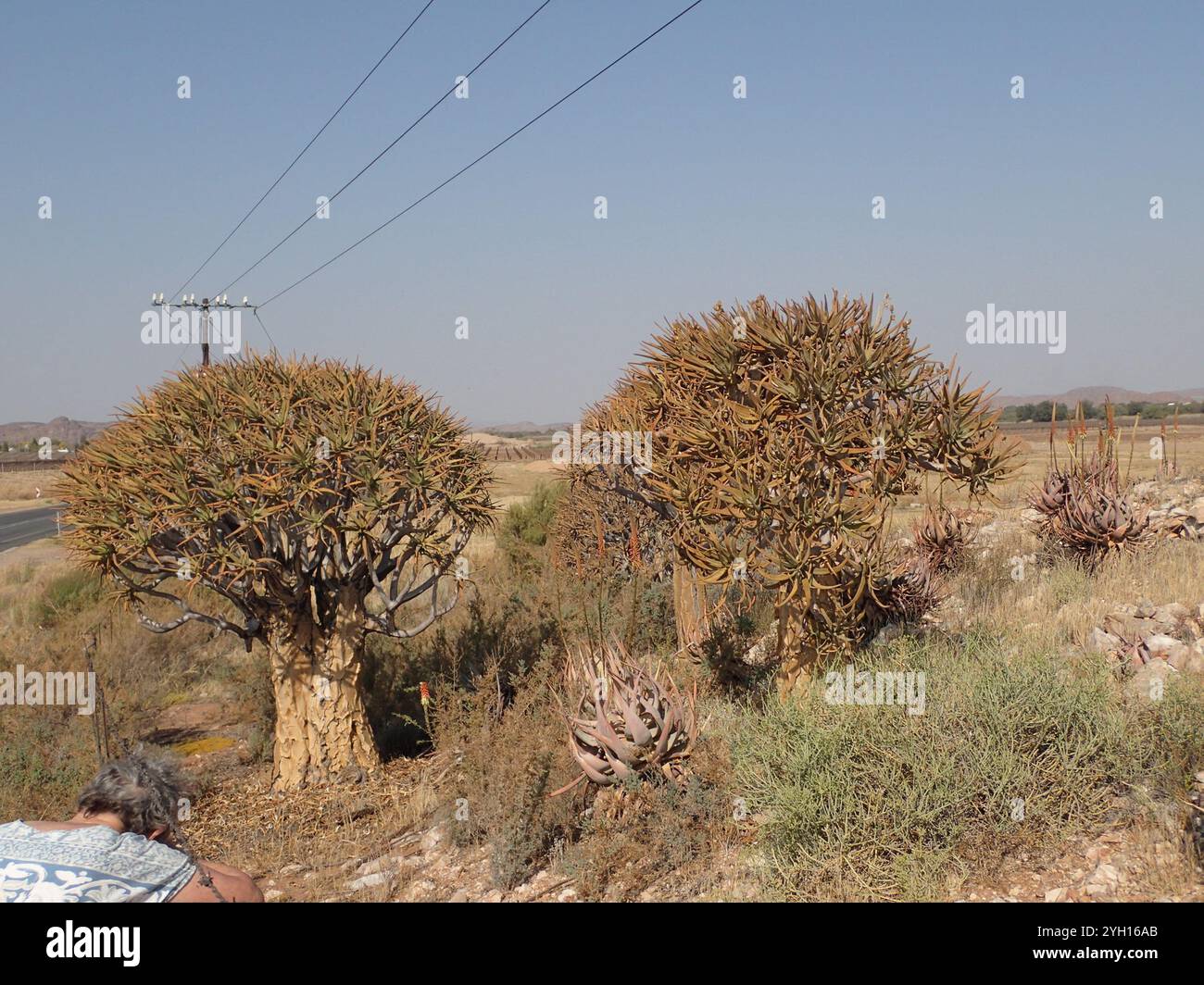 Quiver Tree (Aloidendron dichotomum Stock Photo - Alamy