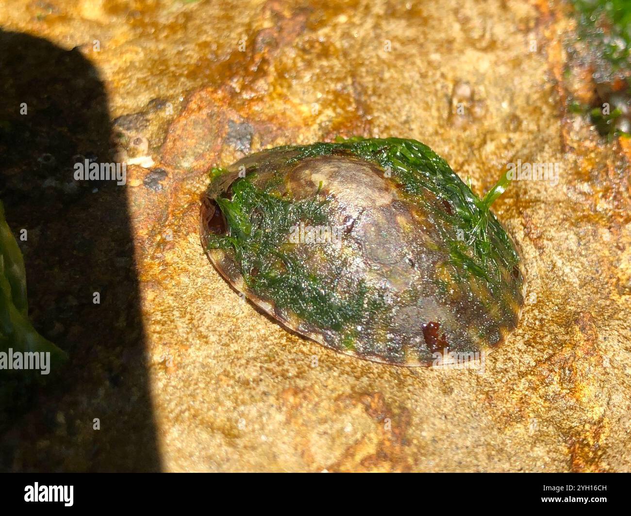 Owl Limpet (Lottia gigantea Stock Photo - Alamy