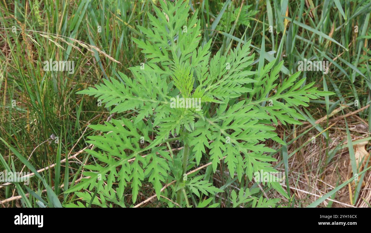 common ragweed (Ambrosia artemisiifolia Stock Photo - Alamy