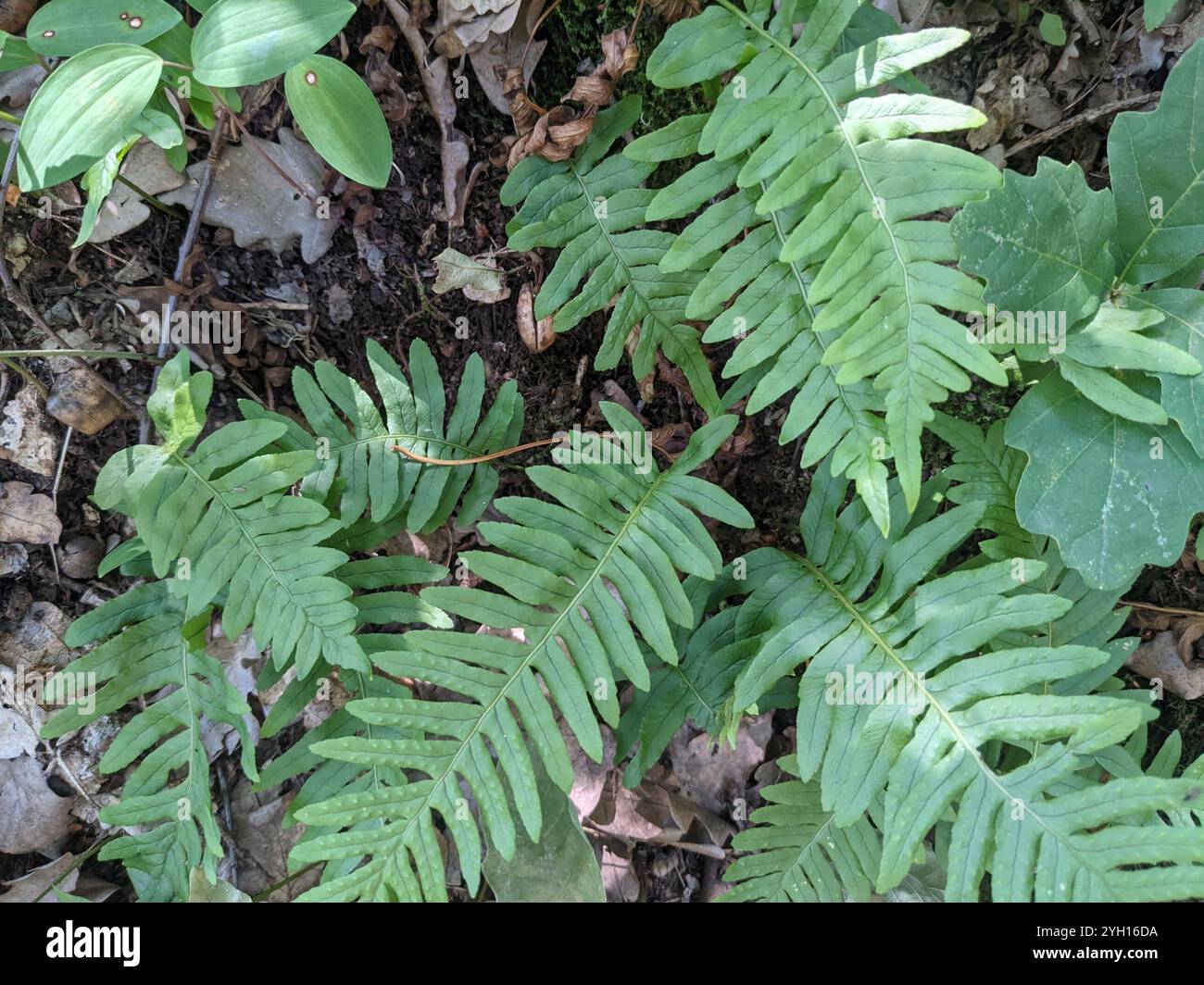 intermediate polypody (Polypodium interjectum Stock Photo - Alamy