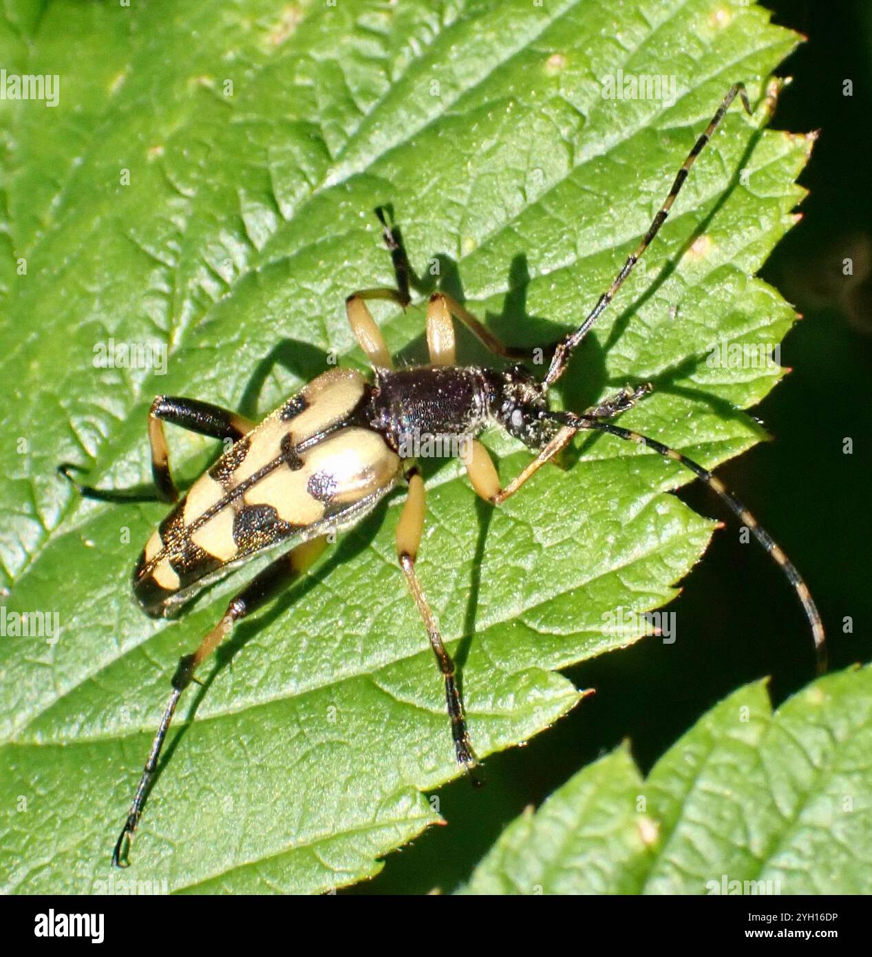 Spotted Longhorn Beetle (Rutpela maculata Stock Photo - Alamy