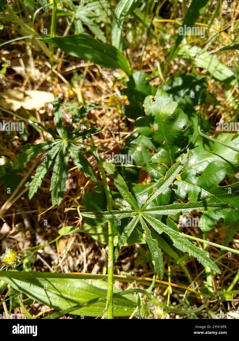 Rose Checkermallow (Sidalcea virgata Stock Photo - Alamy