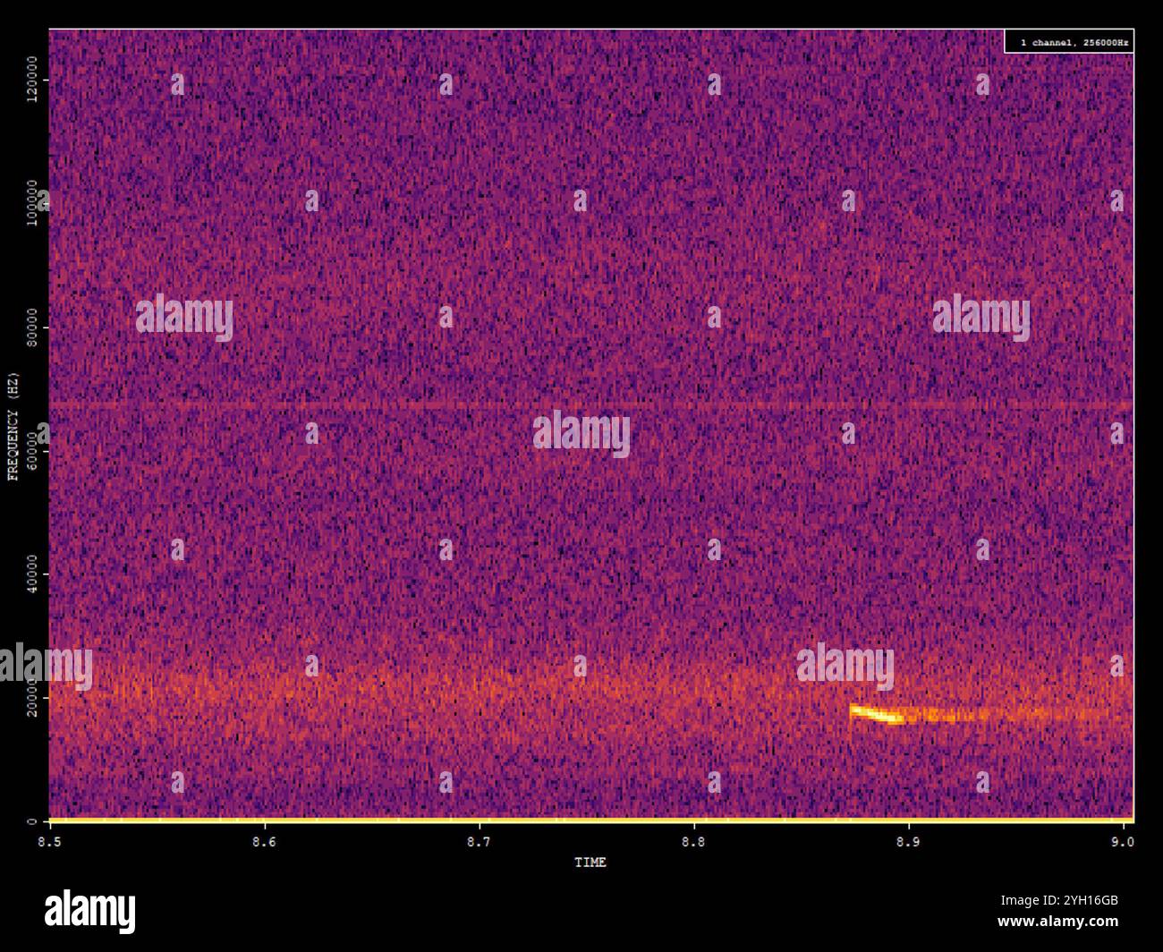 Common Noctule (Nyctalus noctula Stock Photo - Alamy