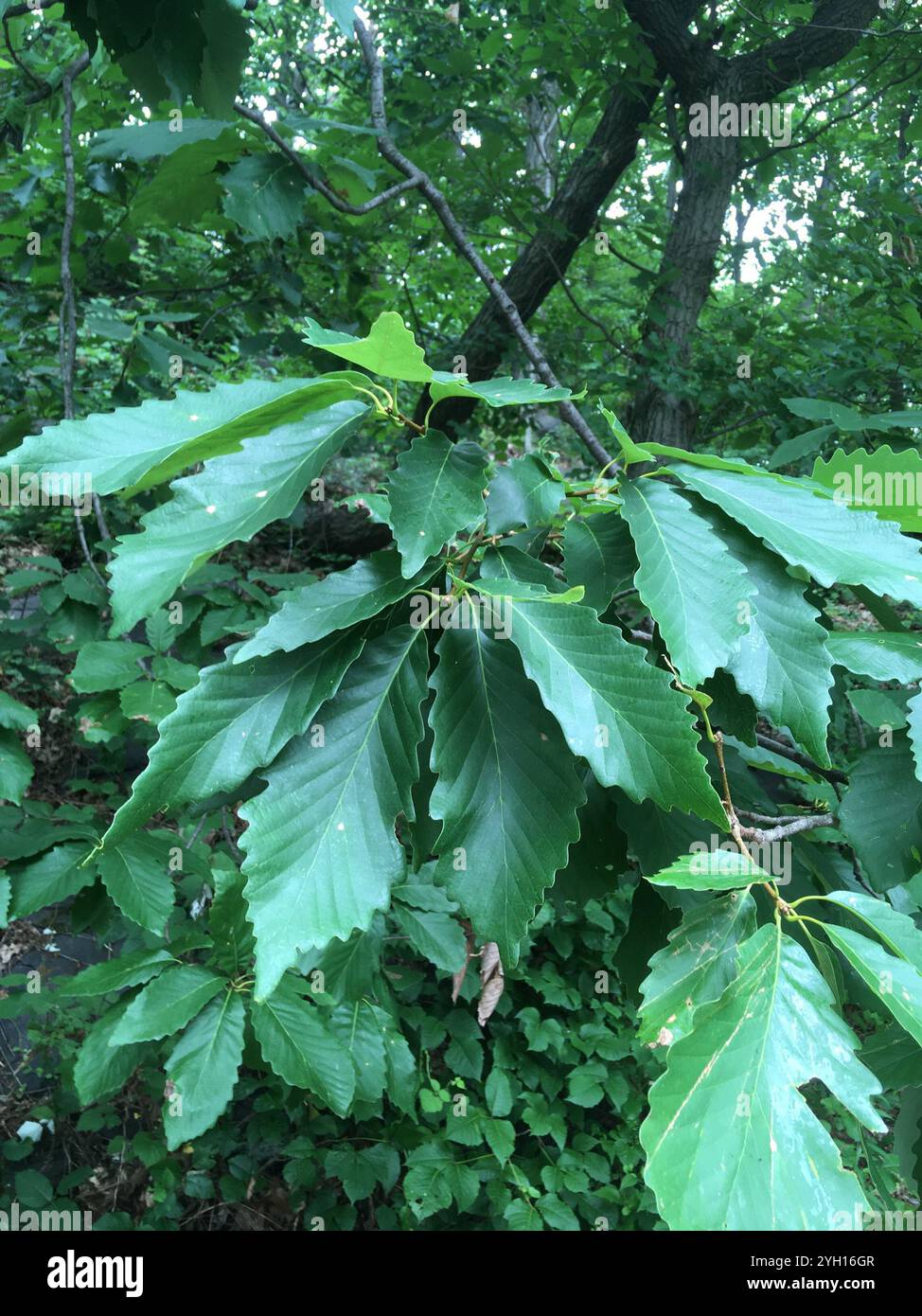 chestnut oak (Quercus montana Stock Photo - Alamy
