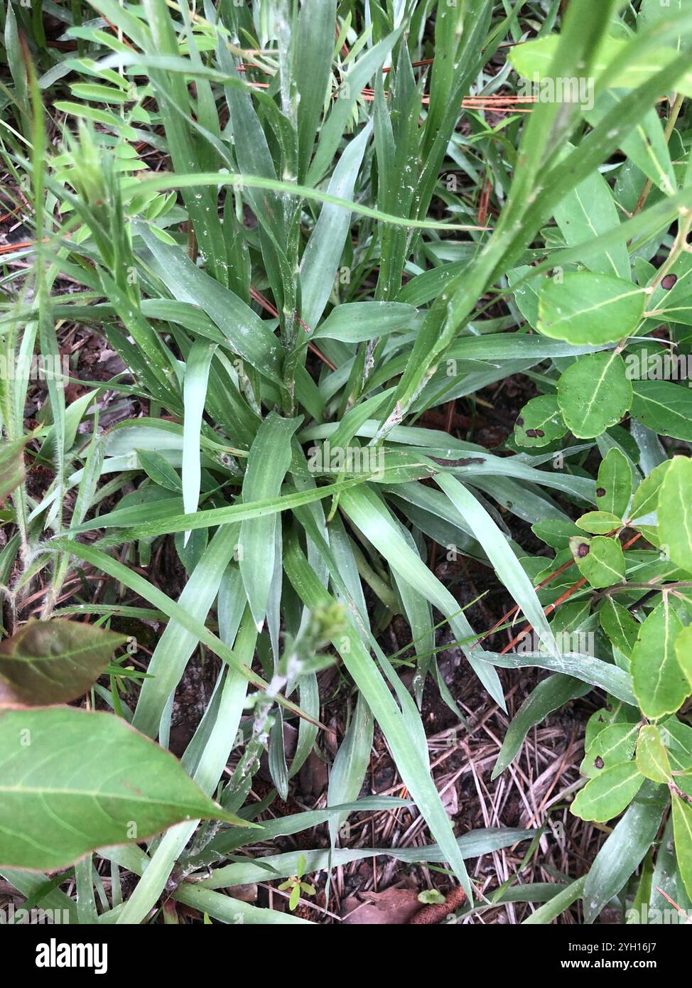 Silk-grass (Pityopsis graminifolia graminifolia Stock Photo - Alamy