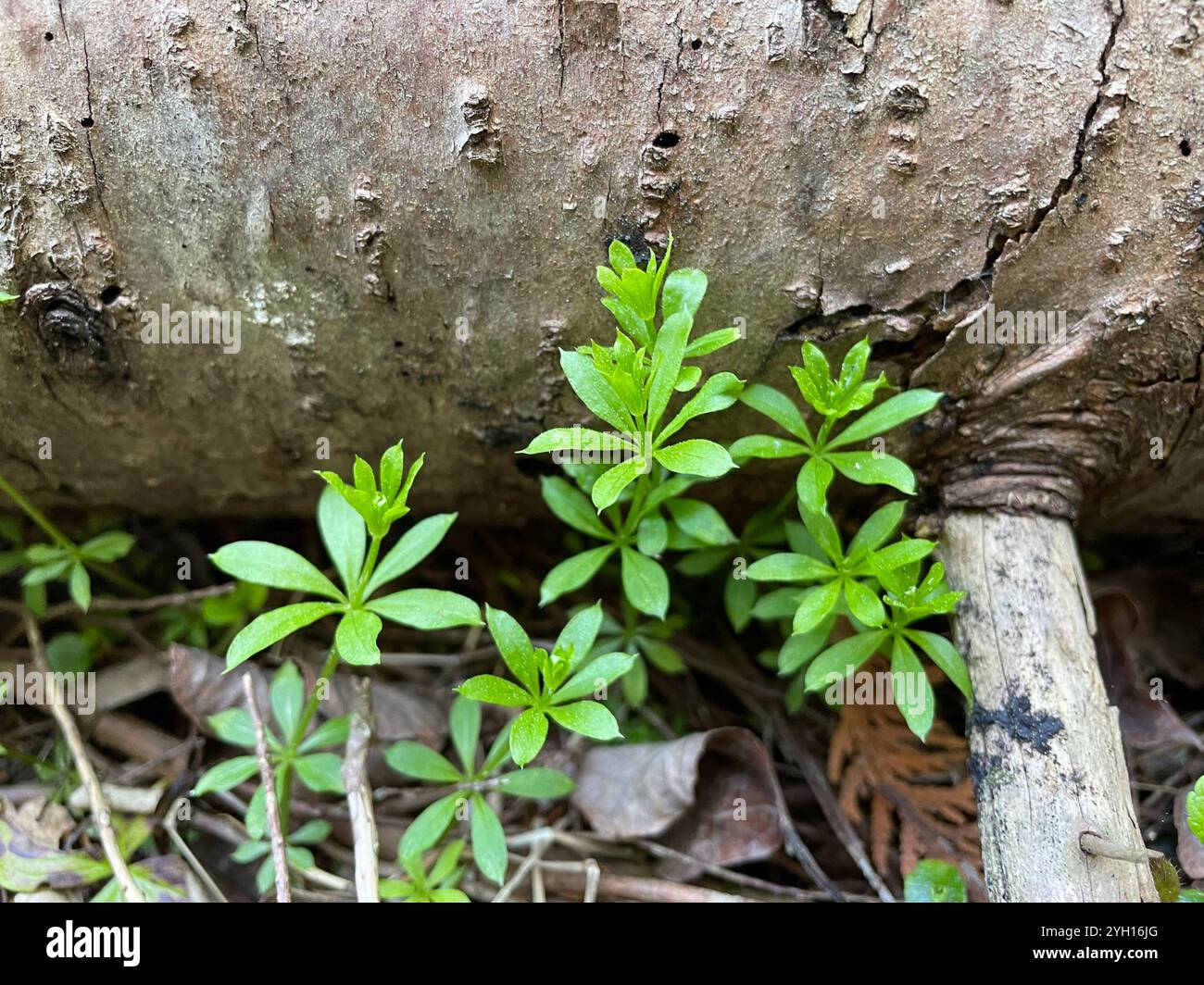 fragrant bedstraw (Galium triflorum Stock Photo - Alamy