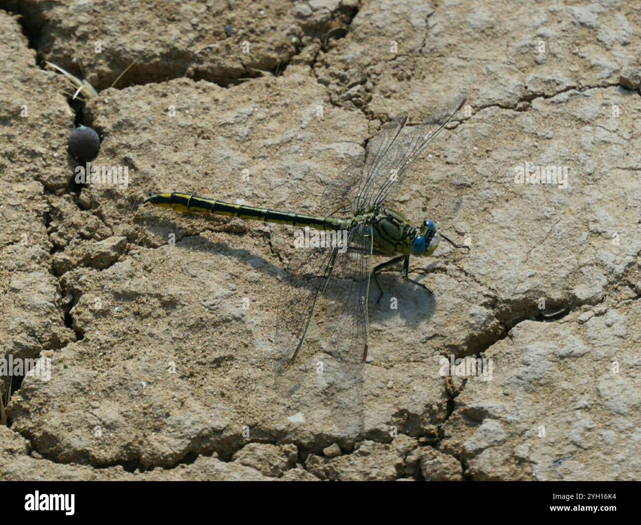 Gomphus pulchellus hi-res stock photography and images - Alamy