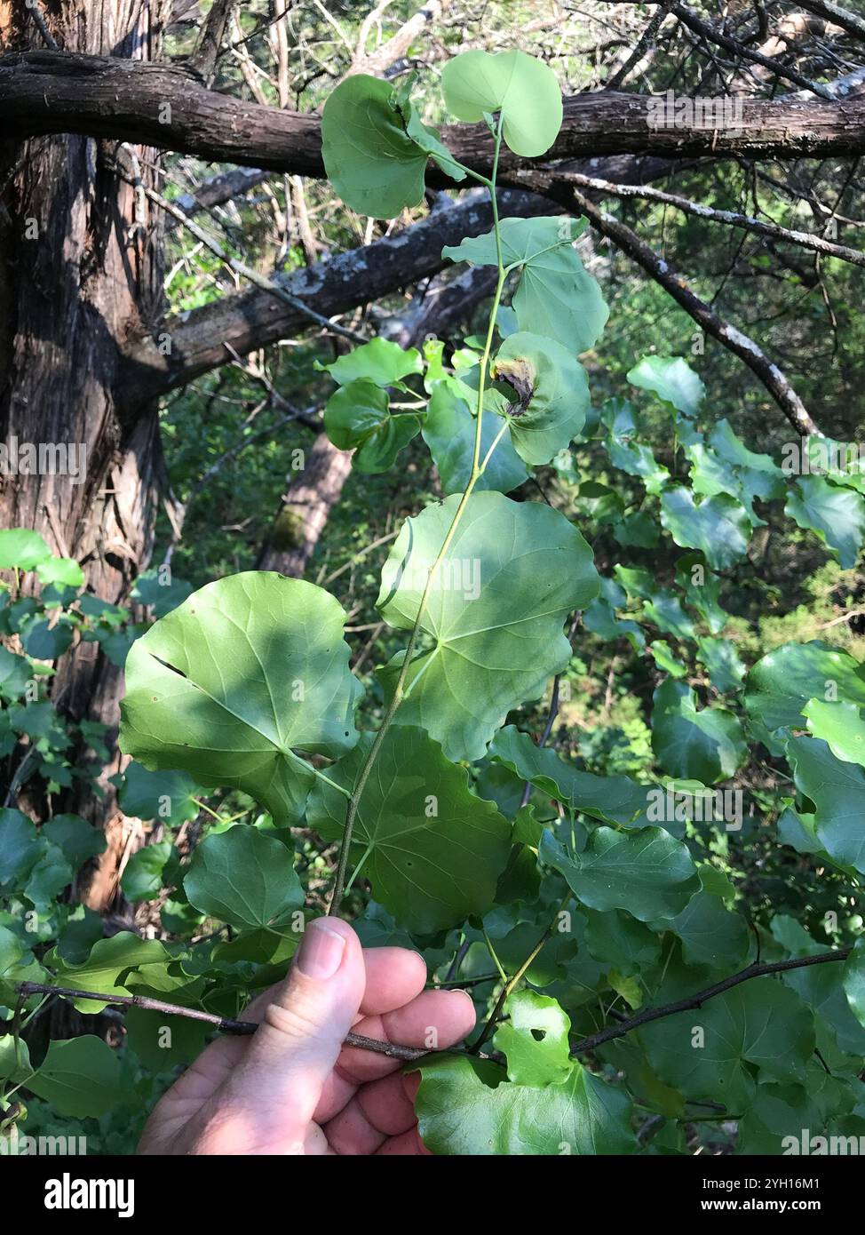 Texas redbud (Cercis canadensis texensis Stock Photo - Alamy