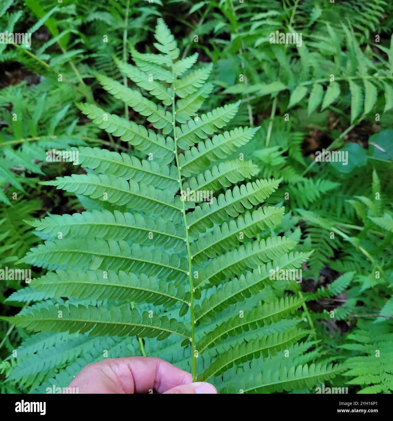 cinnamon fern (Osmundastrum cinnamomeum Stock Photo - Alamy