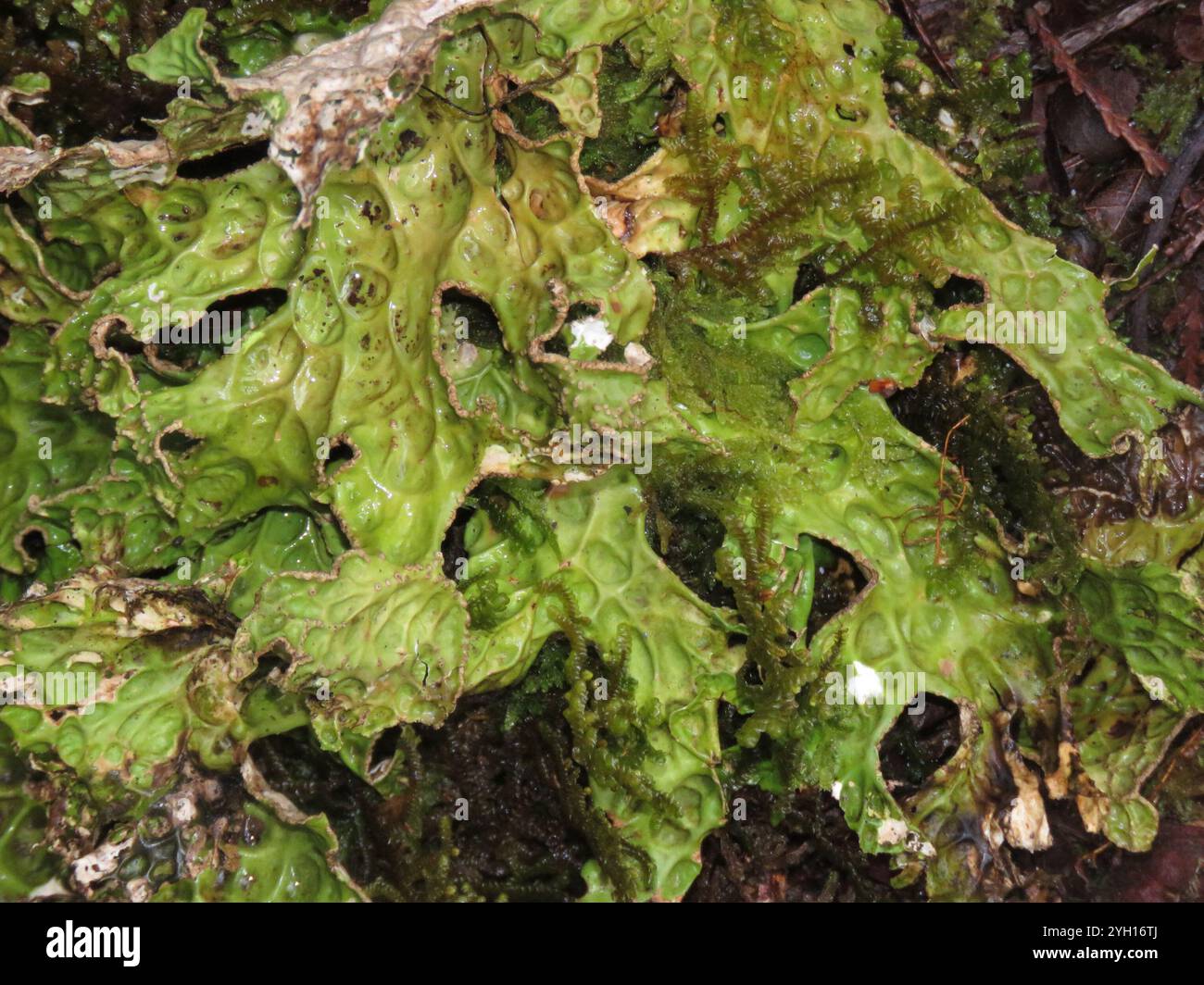 Tree Lungwort (Lobaria pulmonaria Stock Photo - Alamy