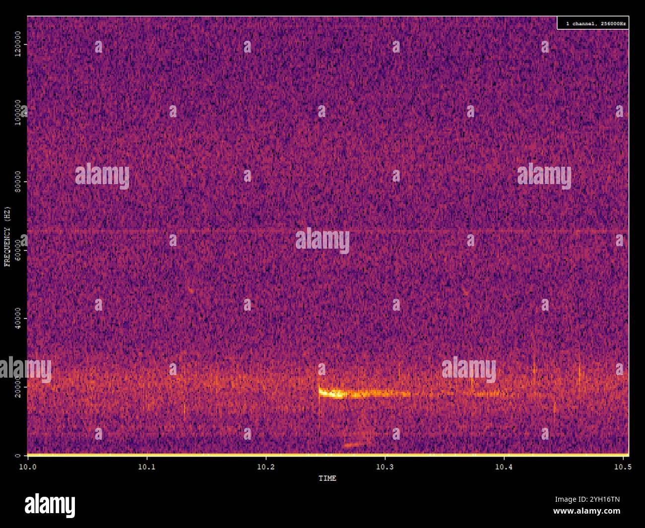 Common Noctule (Nyctalus noctula Stock Photo - Alamy