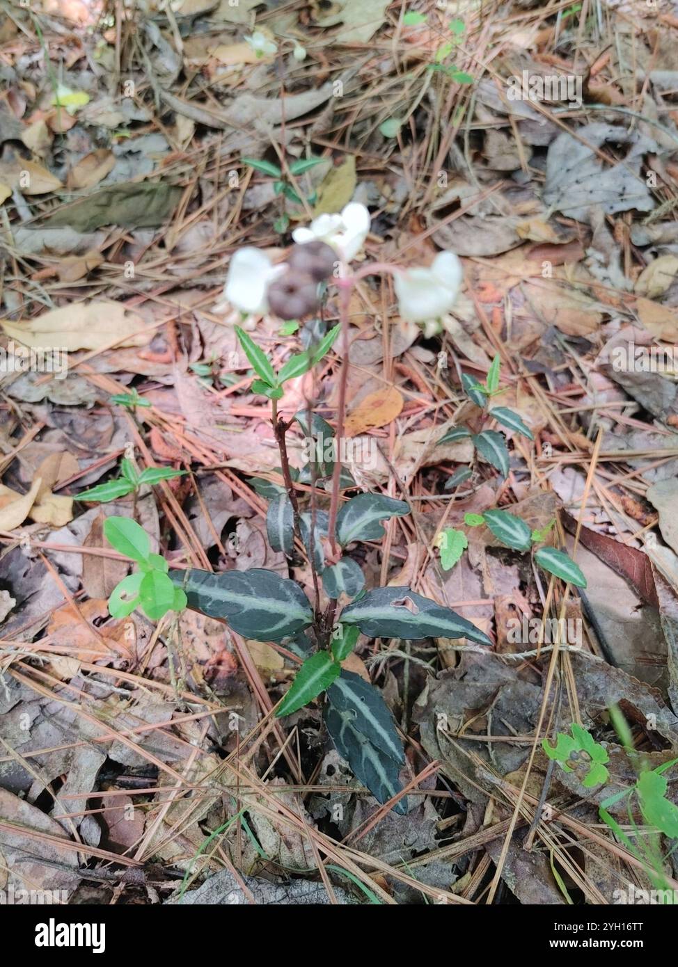 striped wintergreen (Chimaphila maculata Stock Photo - Alamy