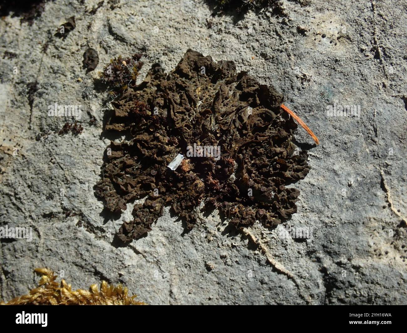 Crumpled Rock Tarpaper Lichen (Lathagrium fuscovirens Stock Photo - Alamy