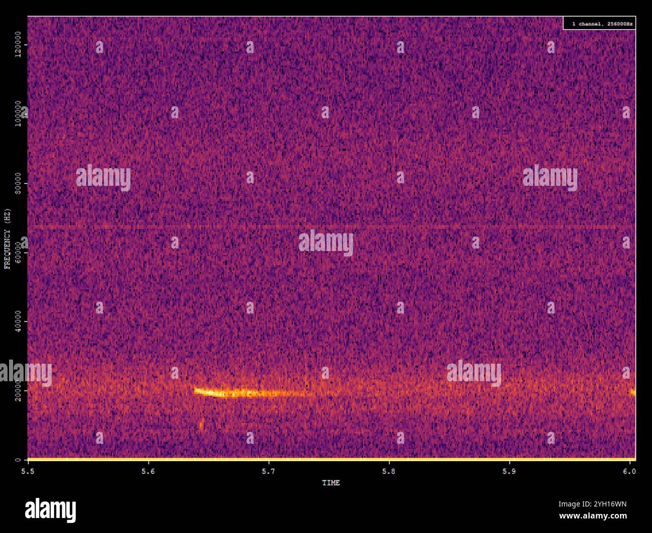 Common Noctule (Nyctalus noctula Stock Photo - Alamy