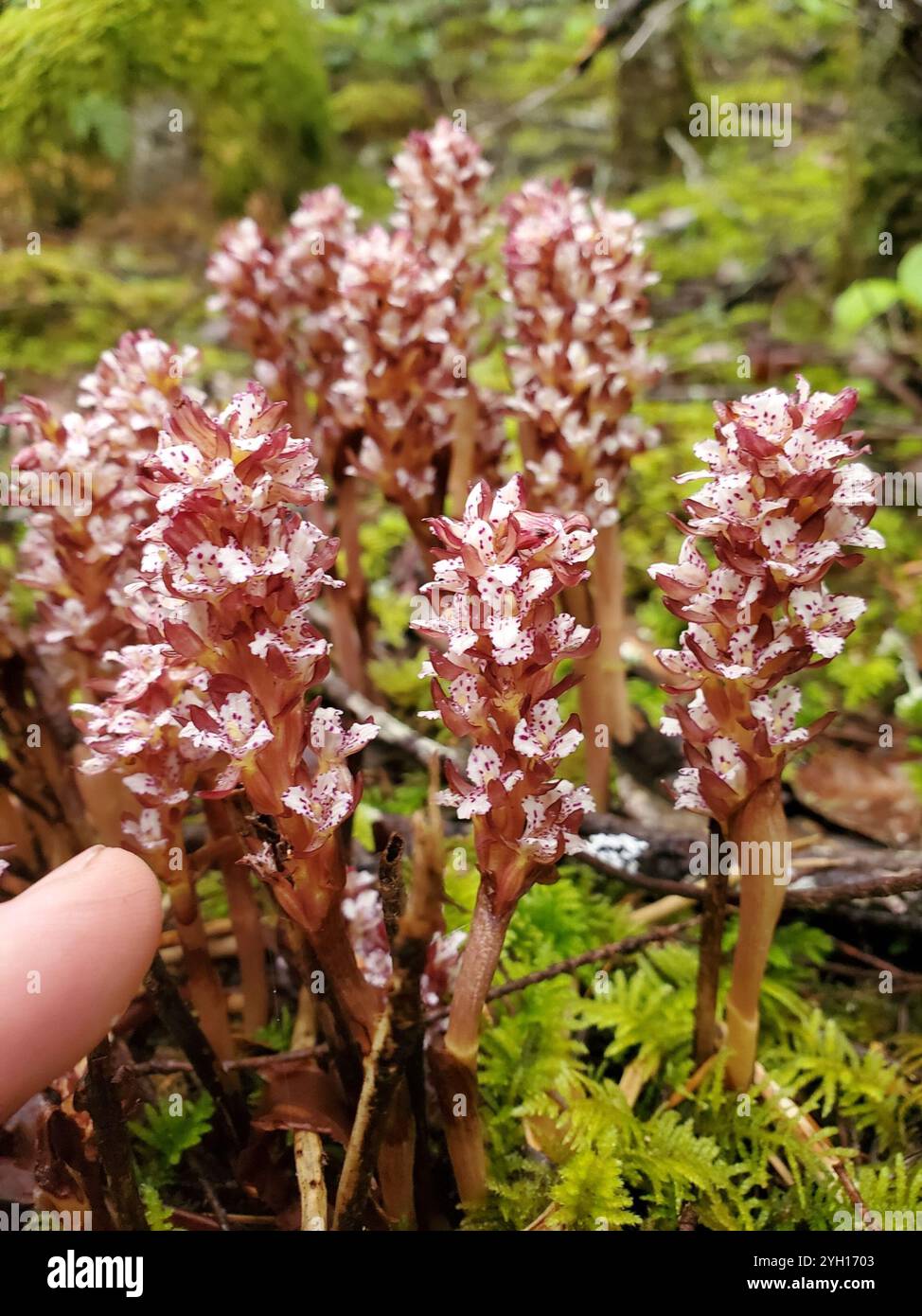Western spotted coralroot (Corallorhiza maculata occidentalis Stock ...