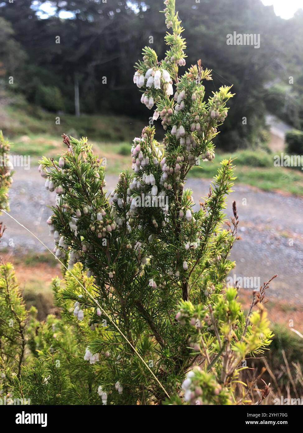 Erica lusitanica hi-res stock photography and images - Alamy
