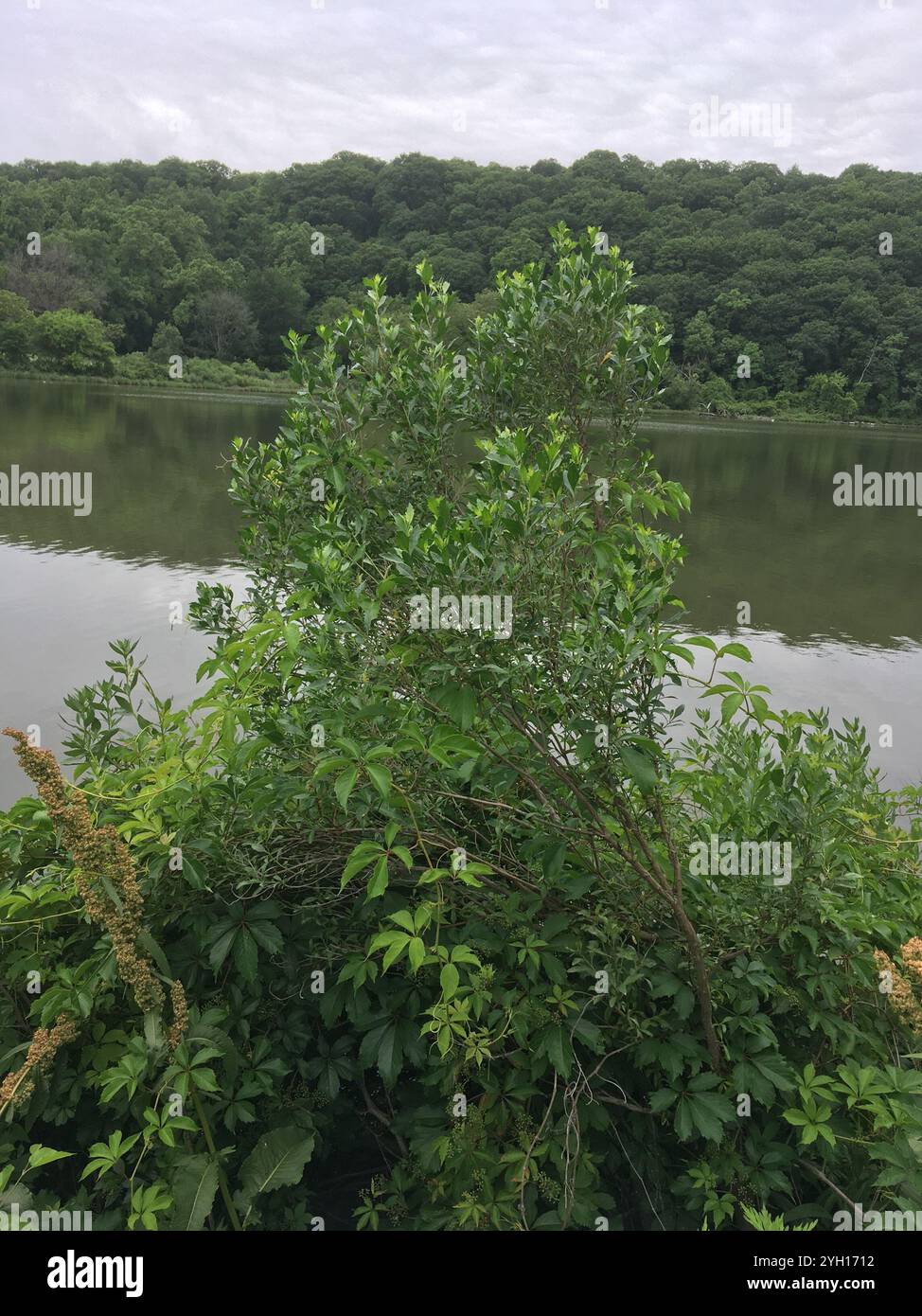 groundsel tree (Baccharis halimifolia Stock Photo - Alamy