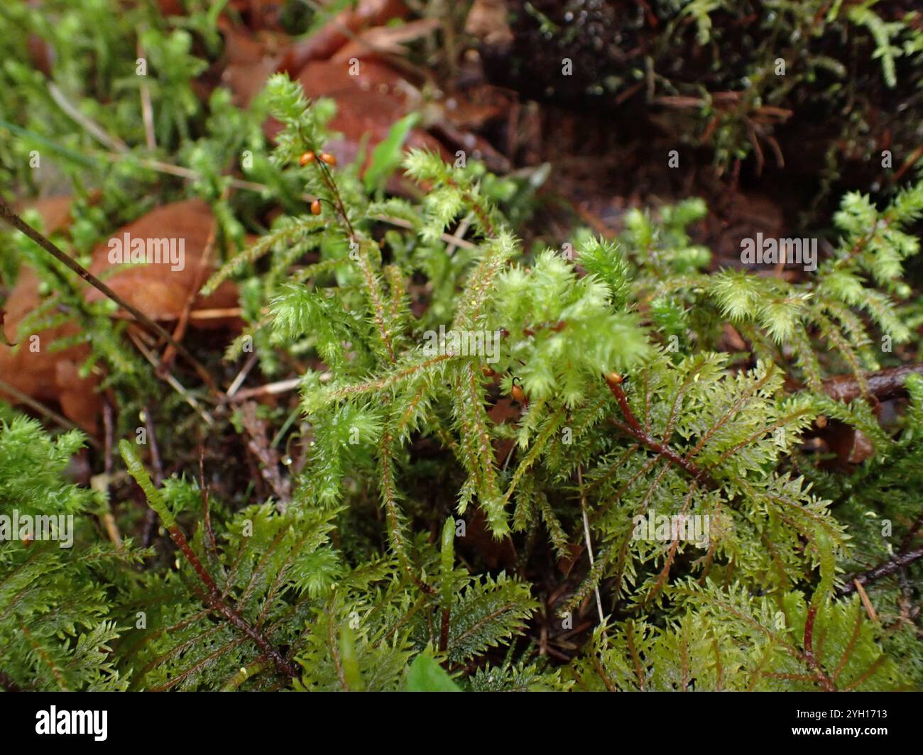 rough goose neck moss (Hylocomiadelphus triquetrus Stock Photo - Alamy