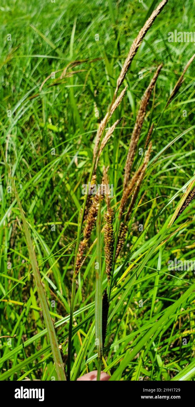 lake sedge (Carex lacustris Stock Photo - Alamy