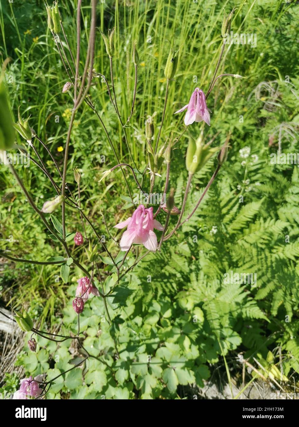 common columbine (Aquilegia vulgaris Stock Photo - Alamy