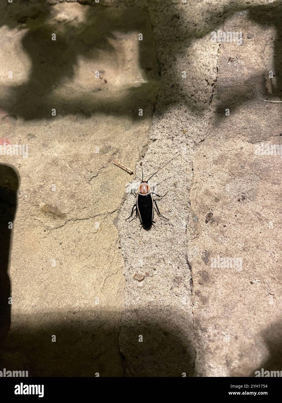 Pale bordered field cockroach hi-res stock photography and images - Alamy