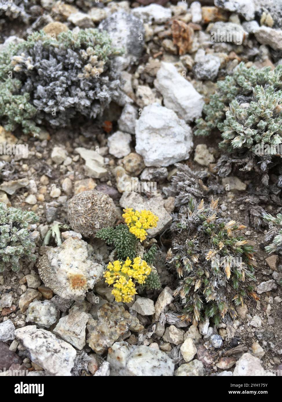 Alpine Oreoxis (Oreoxis alpina Stock Photo - Alamy