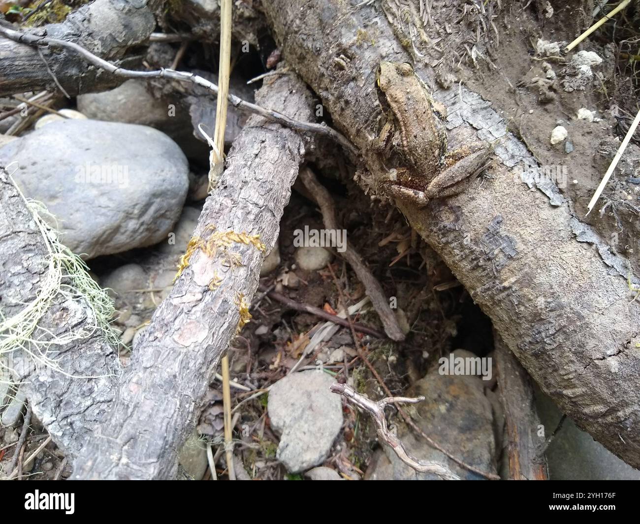 Northern Red-legged Frog (Rana aurora Stock Photo - Alamy