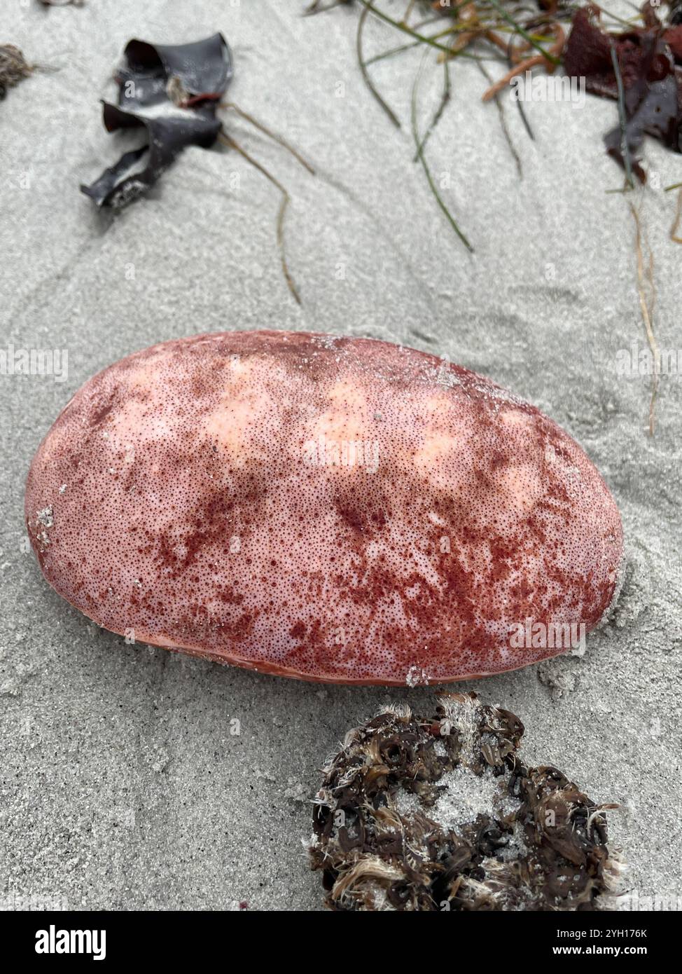 Gumboot Chiton (Cryptochiton stelleri Stock Photo - Alamy
