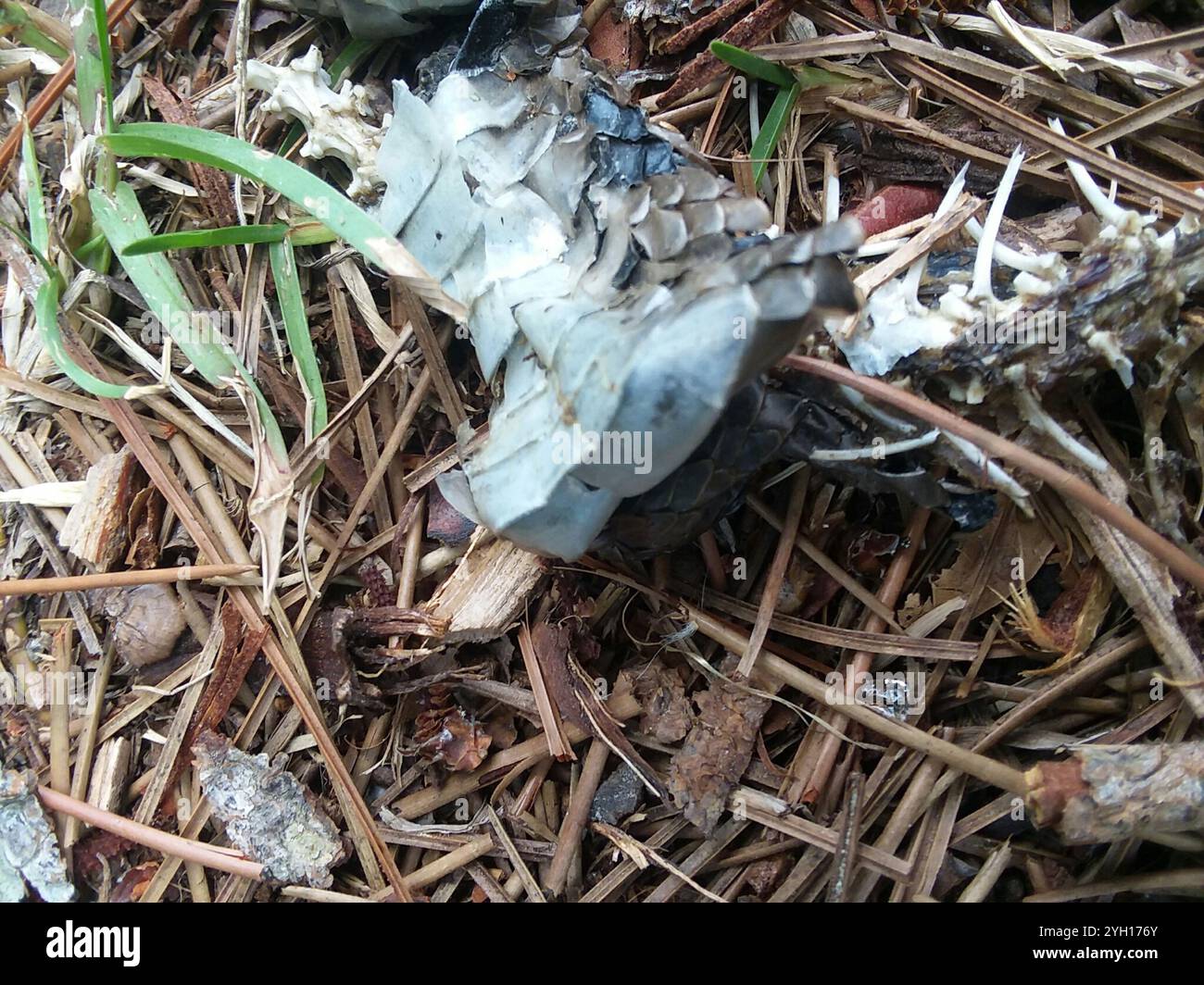 Colubrine Snakes (Colubrinae Stock Photo - Alamy