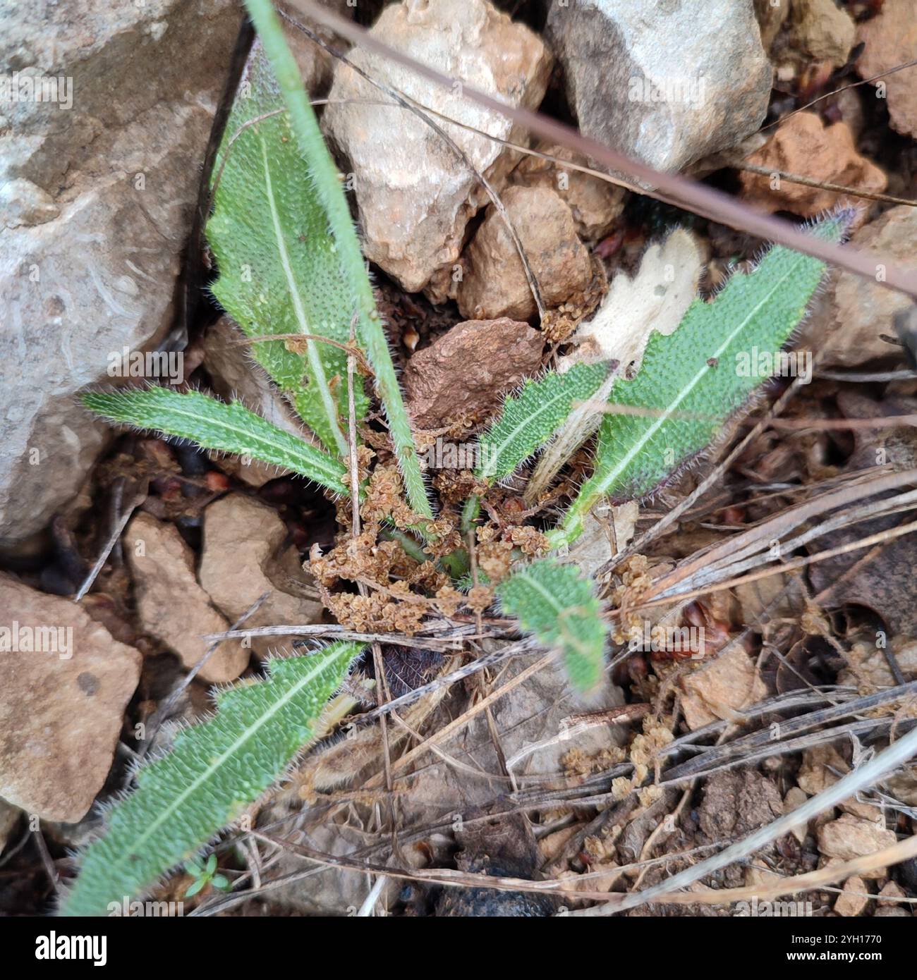 Common Buckler-mustard (Biscutella laevigata Stock Photo - Alamy