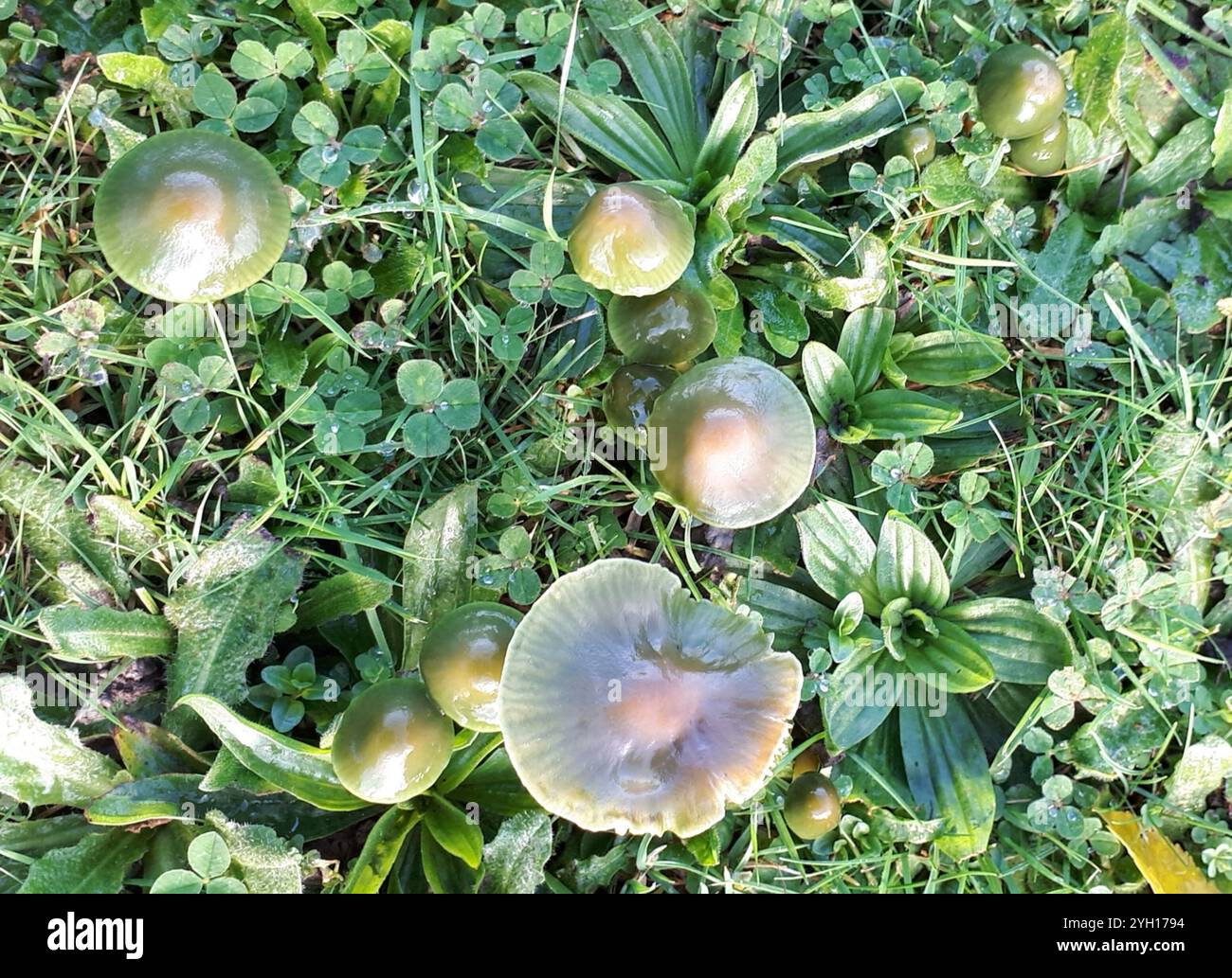 Parrot Mushroom (Gliophorus psittacinus Stock Photo - Alamy