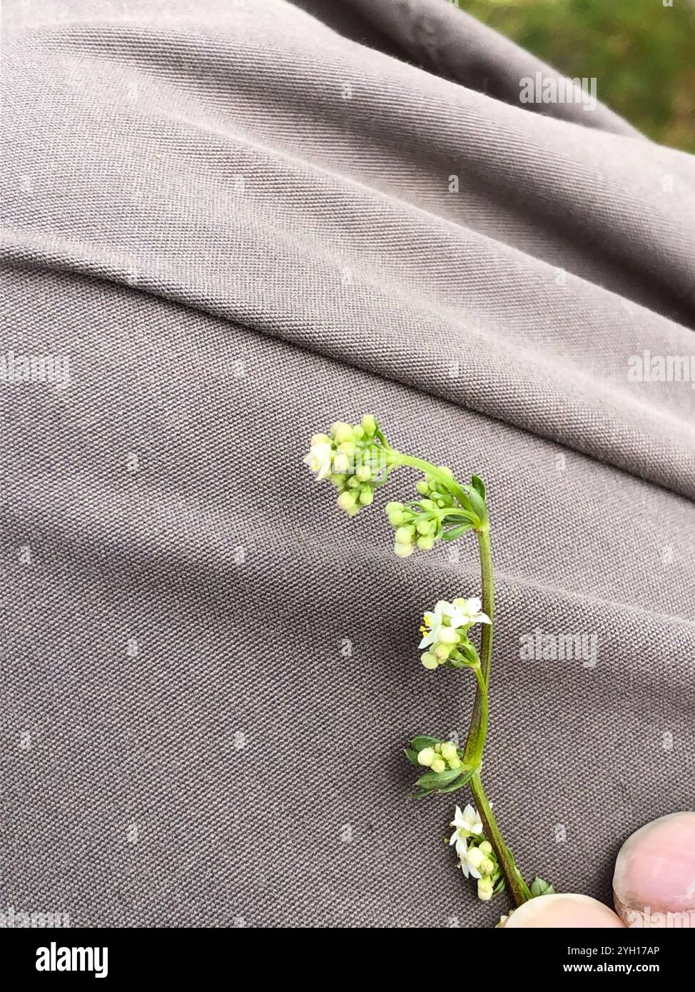 Heath Bedstraw (Galium saxatile Stock Photo - Alamy