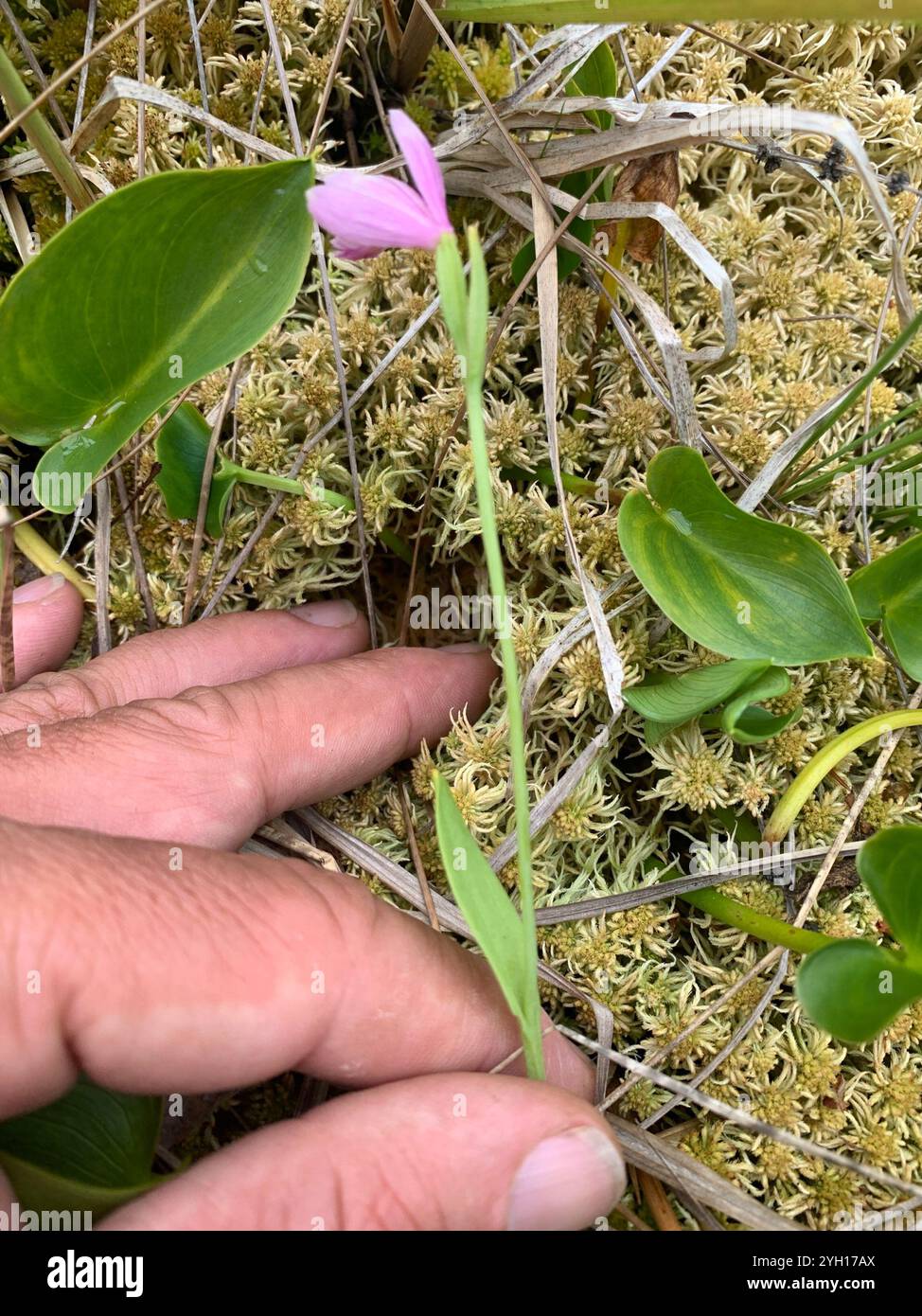 Rose Pogonia (Pogonia ophioglossoides Stock Photo - Alamy