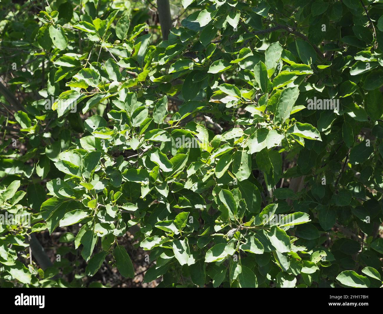 Clammy Cherry (Cordia dichotoma Stock Photo - Alamy