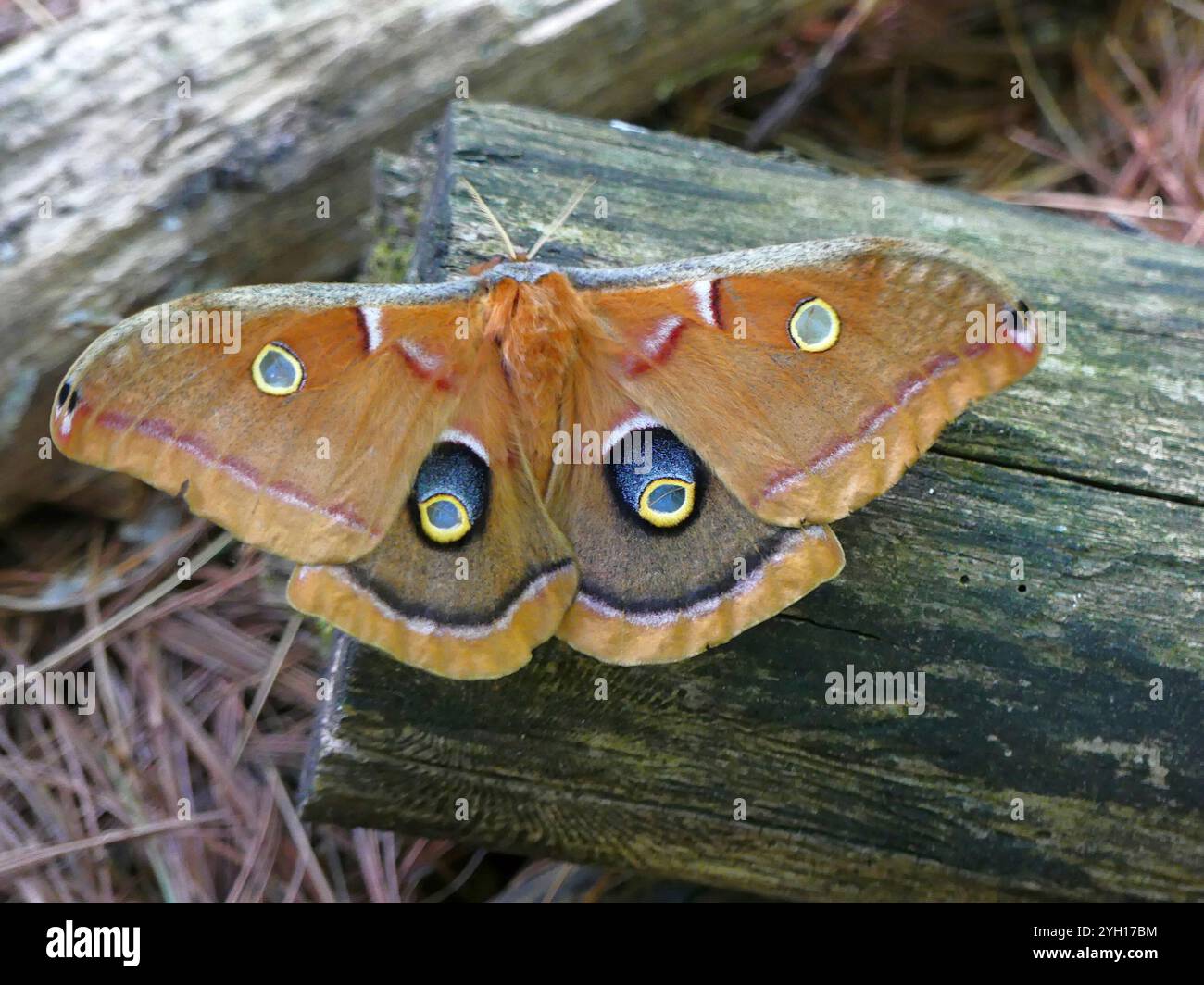 Polyphemus Moth (Antheraea polyphemus Stock Photo - Alamy
