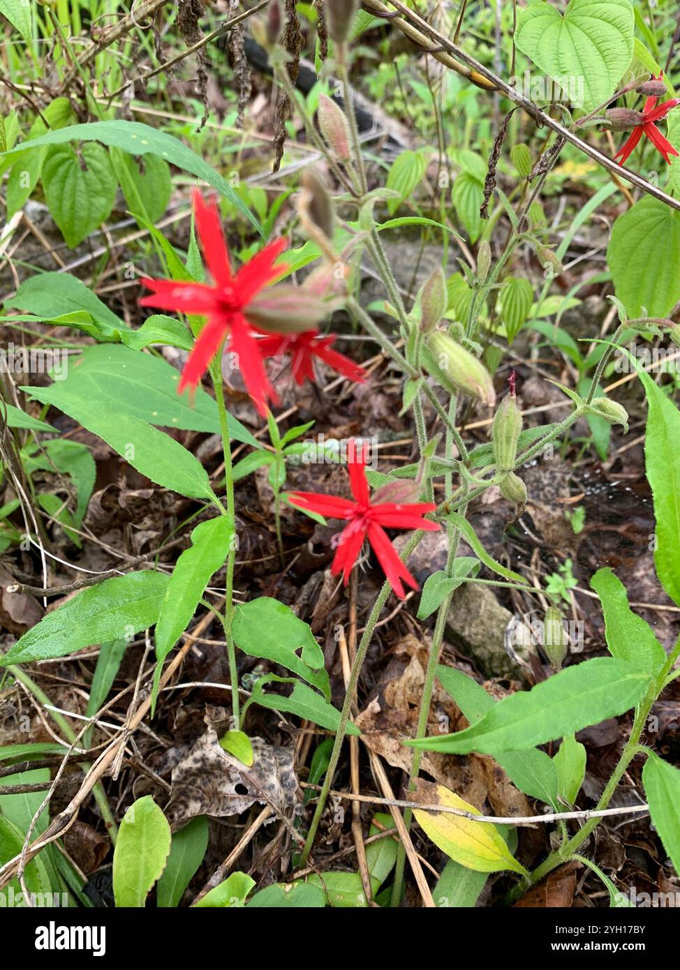 fire pink (Silene virginica Stock Photo - Alamy
