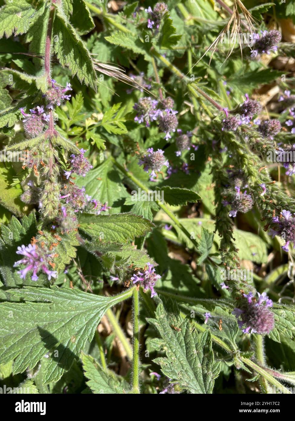 western vervain (Verbena lasiostachys Stock Photo - Alamy