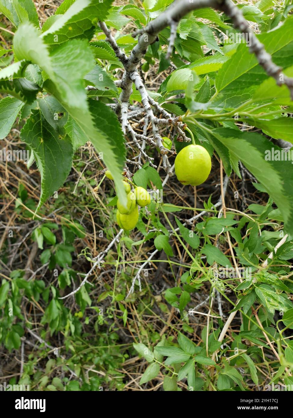 American plum (Prunus americana Stock Photo - Alamy