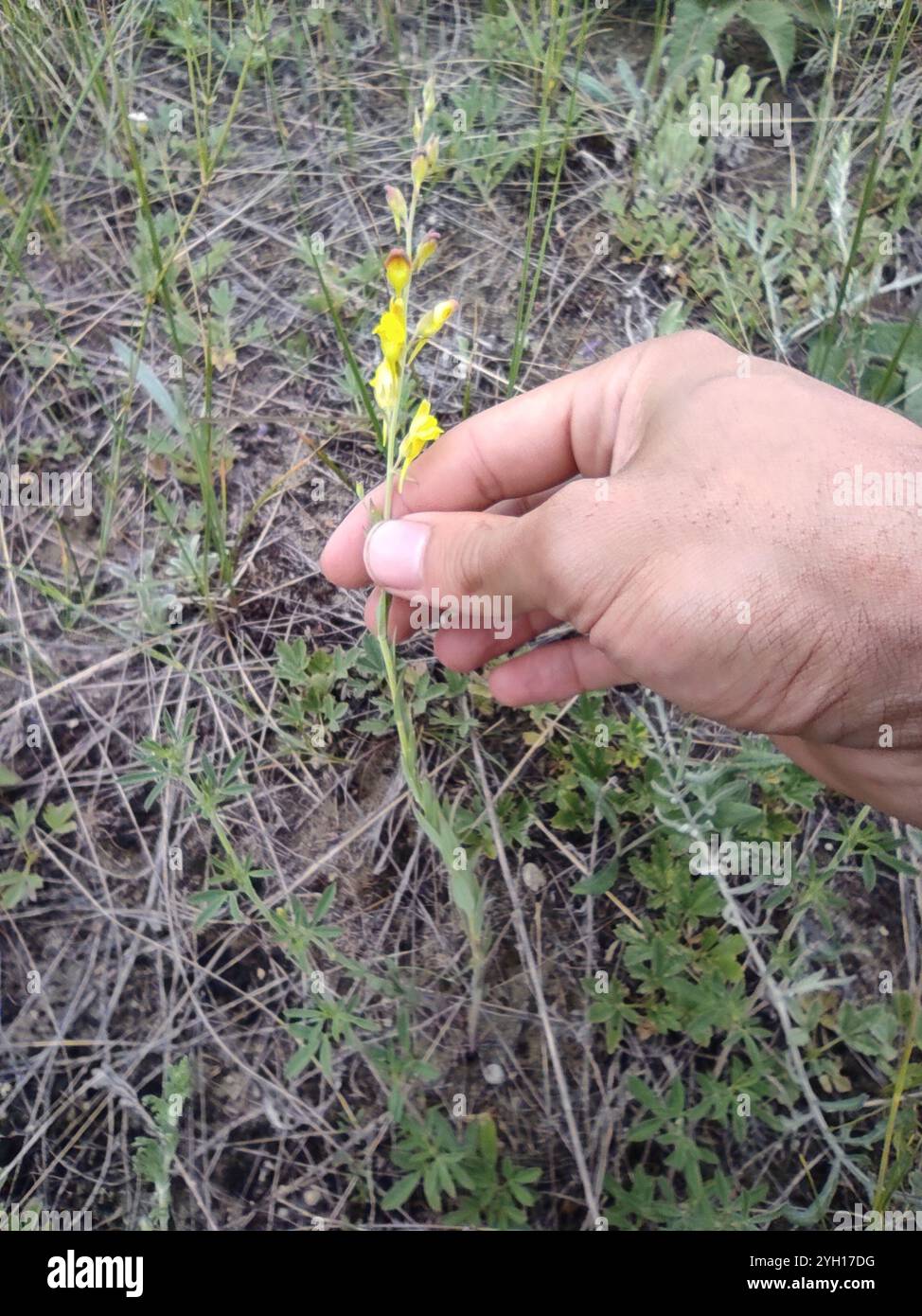 Broomleaf Toadflax (Linaria genistifolia Stock Photo - Alamy